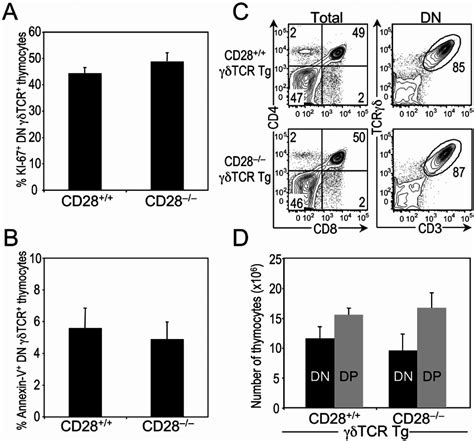 Effect Of Cd28 Deficiency On Cd T Cell Development A Phenotypic Download Scientific