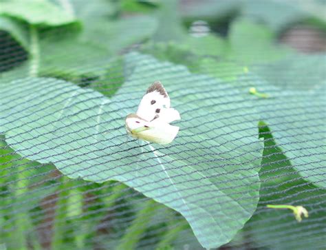 How To Install Garden Netting Step By Step Tips