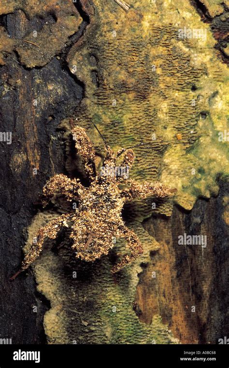 Camo Assassin Bug Arunachal Pradesh India Stock Photo Alamy