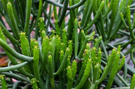 14 Excellent Euphorbia Varieties Horticulture Magazine