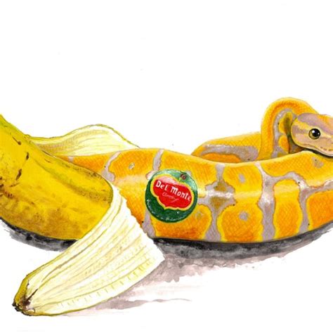 Ball Python Svg Design Bundle Ball Python Ball Pythons Svg Etsy