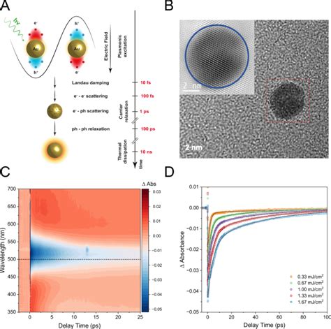 The Dynamics Of Plasmon Induced Hot Carrier Creation In Colloidal Gold Jacinto Sá