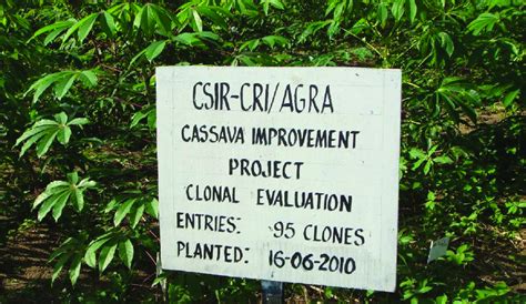 Plots Of 95 Cassava Clones With Cmd Markers During On Farm Evaluation