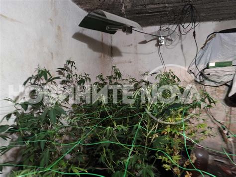 Задържаха бивш служител на БАБХ имал си лична нарколаборатория