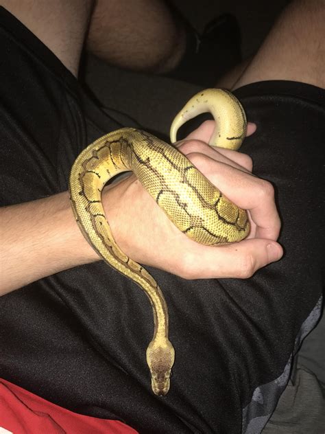 Recently Got My New Ball Python Skittles He Is 8 Months Old And Is A