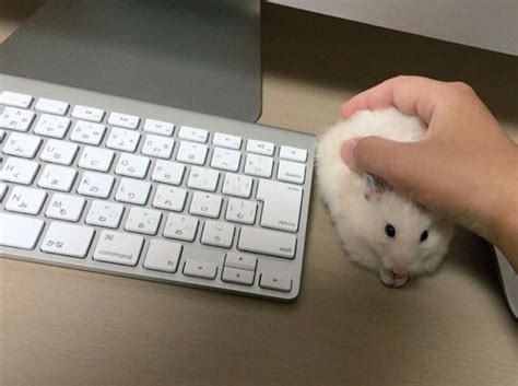 My Mouse Wont Work R Cute