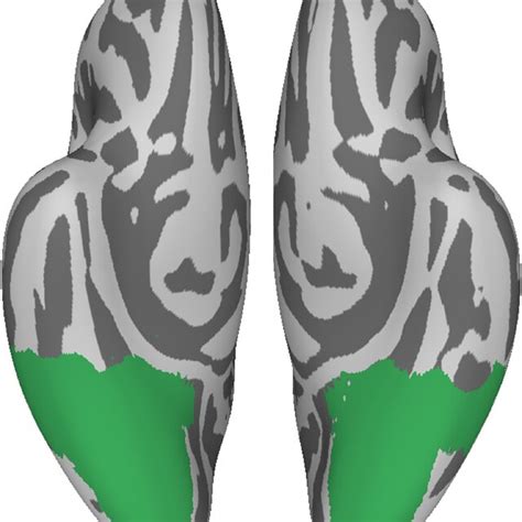 ventral stream mask projected onto a ventral view of inflated cortex download scientific