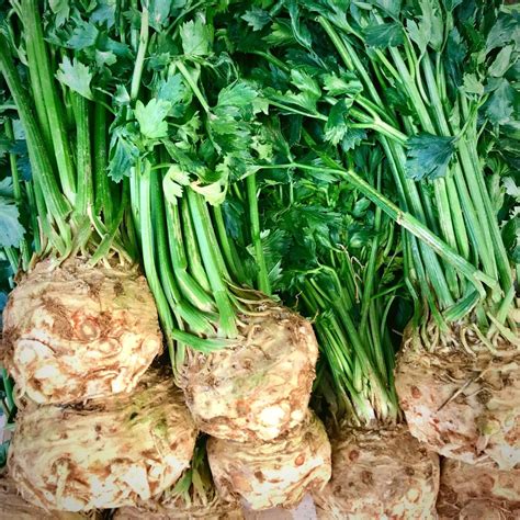 Gardening Tips For Celeriac That Really Work Try To Garden