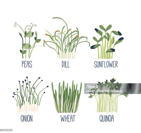 Microgreens는 고립 된 완두콩 딜 양파 밀 또는 퀴 노아와 해바라기 콩나물을 설정합니다 건강한 녹색 묘목 새싹에 대한 스톡 벡터 아트 및 기타 이미지 Istock