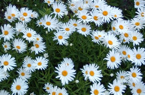 Daisy Silver Princess Flower Seeds Sierra Flora