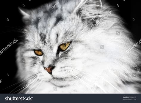 High Contrast Cat Photography