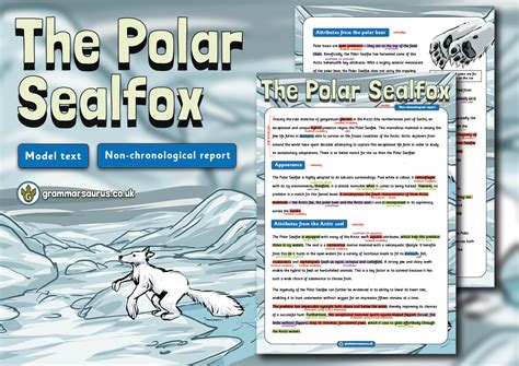 Year 6 Model Text Non Chronological Report The Polar Sealfox Grammarsaurus