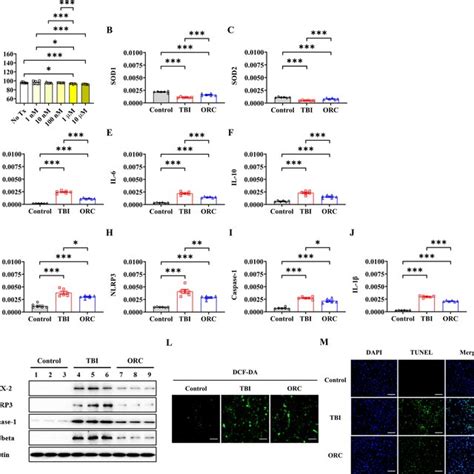 Cognitive Function Test Results Including Nor The Y Maze And The Download Scientific Diagram