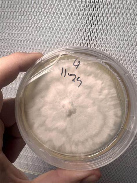 General Agar Porn Never Seen Waves Like This Rmushroomgrowers