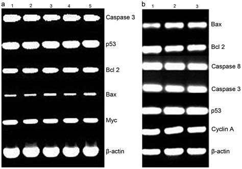 Antitumor Activity Of A 2 Pyridinecarboxaldehyde 2 Pyridinecarboxylic Acid Hydrazone Copper