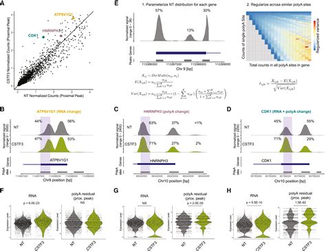 Multiplexed Single Cell Characterization Of Alternative Polyadenylation Regulators Cell