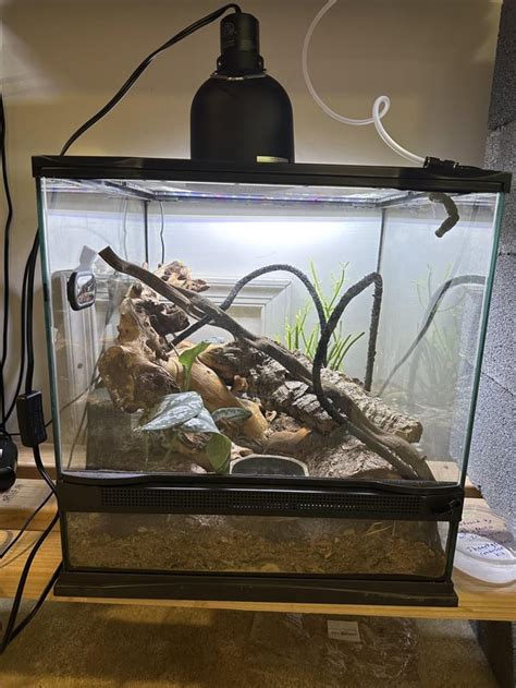 Tell Me What I Am Doing Wrong Please Rgargoylegeckos