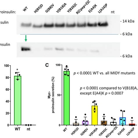 Co Expression Of Human Mutant Proinsulin With Mouse Wild Type Download Scientific Diagram