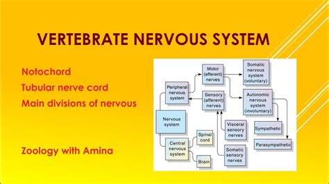 Nervous System Understanding Vertebrates