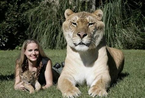 Liger Hercules