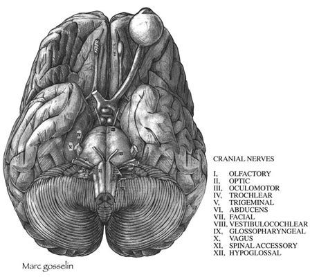 Cranial Nerves Drawing By Marc Gosselin Saatchi Art