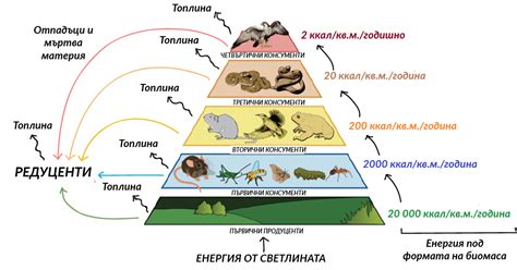 Recibir Molécula Mago хранителна верига в морето Cavar Viaje Optimista