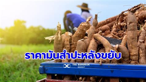 มันสำปะหลังไทย รับอานิสงส์โควิดจีน ใช้ผลิตแอลกอฮอล์เพิ่ม รับมือโควิด 19 หลังเปิดประเทศ
