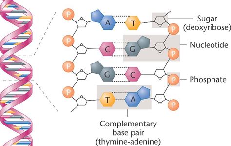 DNA Double Helix Html DNA Double Helix