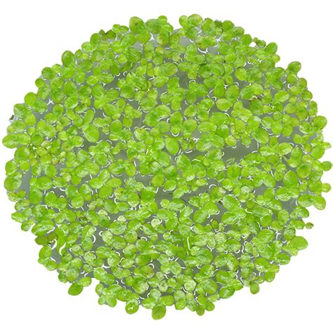 Hydrophytes Ca Aquarium Plants Canadian Grown And High Quality For All Levels