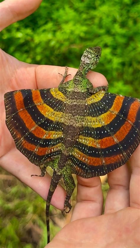 Flying Lizards From Mexico
