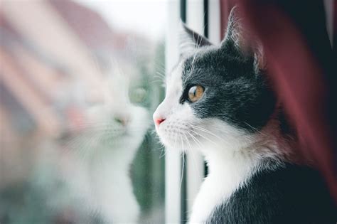 Cat Window Wallpapers Top Free Cat Window Backgrounds Wallpaperaccess