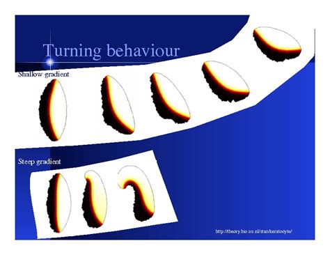 Cell Polarity Models And Simulating Cell Motility Using The Cellular Potts Model Cpm