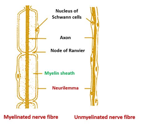 Unmyelinated Nerve 9 Nerve Conduction Biology Physiology 101 With Dr