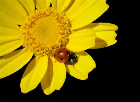 Diminutives In The Polish Language What Are They And How Do We Use Them Polish Language School