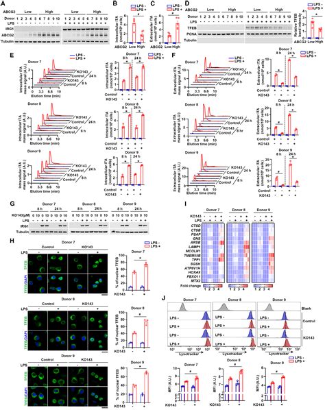 Abcg2 Is An Itaconate Exporter That Limits Antibacterial Innate