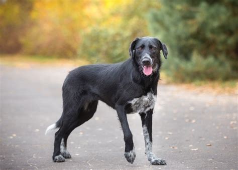 ‼МО г Орехово Зуево ‼ КОРА В ПОИСКАХ ДОМА Кора красивая статная характерная умная