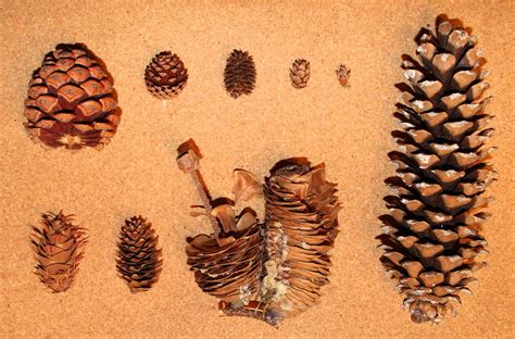 Pine Cone Identification