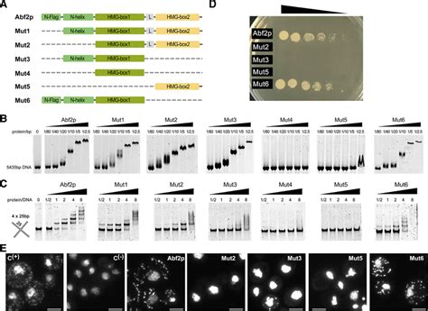 Abf2p Truncations And Their Effect On Dna Binding A Schematic