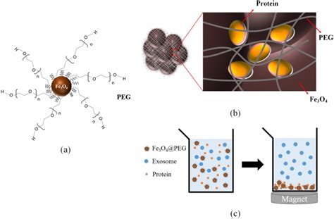 Exosome Purification Based On PEG Coated Fe3O4 Nanoparticles Exosome RNA