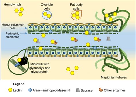 Representative Scheme Showing The Binding Sites Of Plant Lectins That Download Scientific