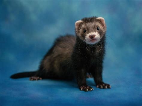 Ferret