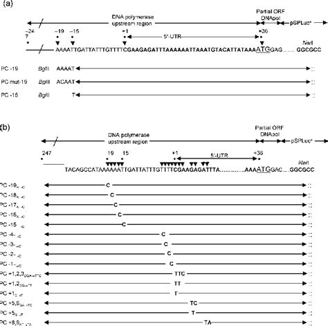 Figure 1 From The Chilo Iridescent Virus Dna Polymerase Promoter
