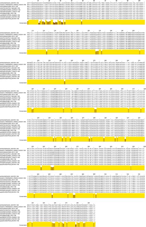 Orthologous Sequence Alignment Of The Vps35 Protein Orthologous Download Scientific Diagram