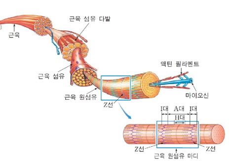 과학 생명과학1 항상성과 몸의 조절신경계 오누이