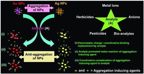 Schematic Of The Anti Aggregation Strategy Applied In Au Nps Ag