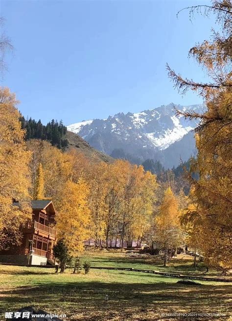 杨树林摄影图 自然风景 自然景观 摄影图库 昵图网