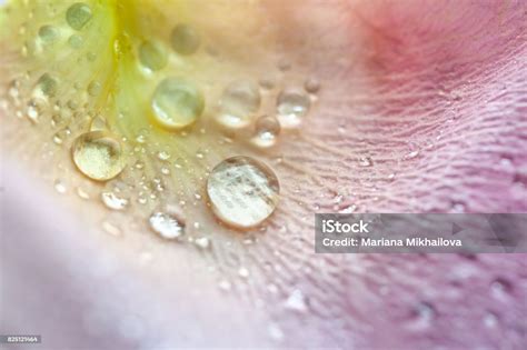 슈퍼 매크로 부드럽게 핑크 장미 꽃잎에이 슬 방울 이 슬 방울 진주 보석의 로맨틱 프레 젠 테이 션에 대 한 추상적인 배경입니다