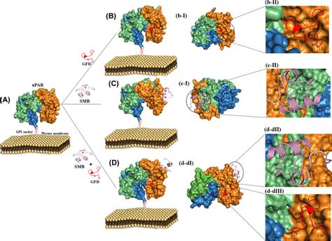 Polymeric Biocompatible Iron Oxide Nanoparticles Labeled With Peptides For Imaging In Ovarian