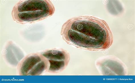 Eggs Of Helminths Enterobius Vermicularis Stock Illustration 158082448