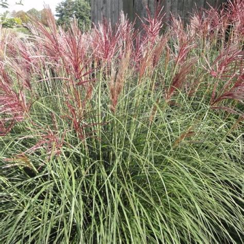 Miscanthus Sinensis Cute One Miscanthus Sinensis Cute One
